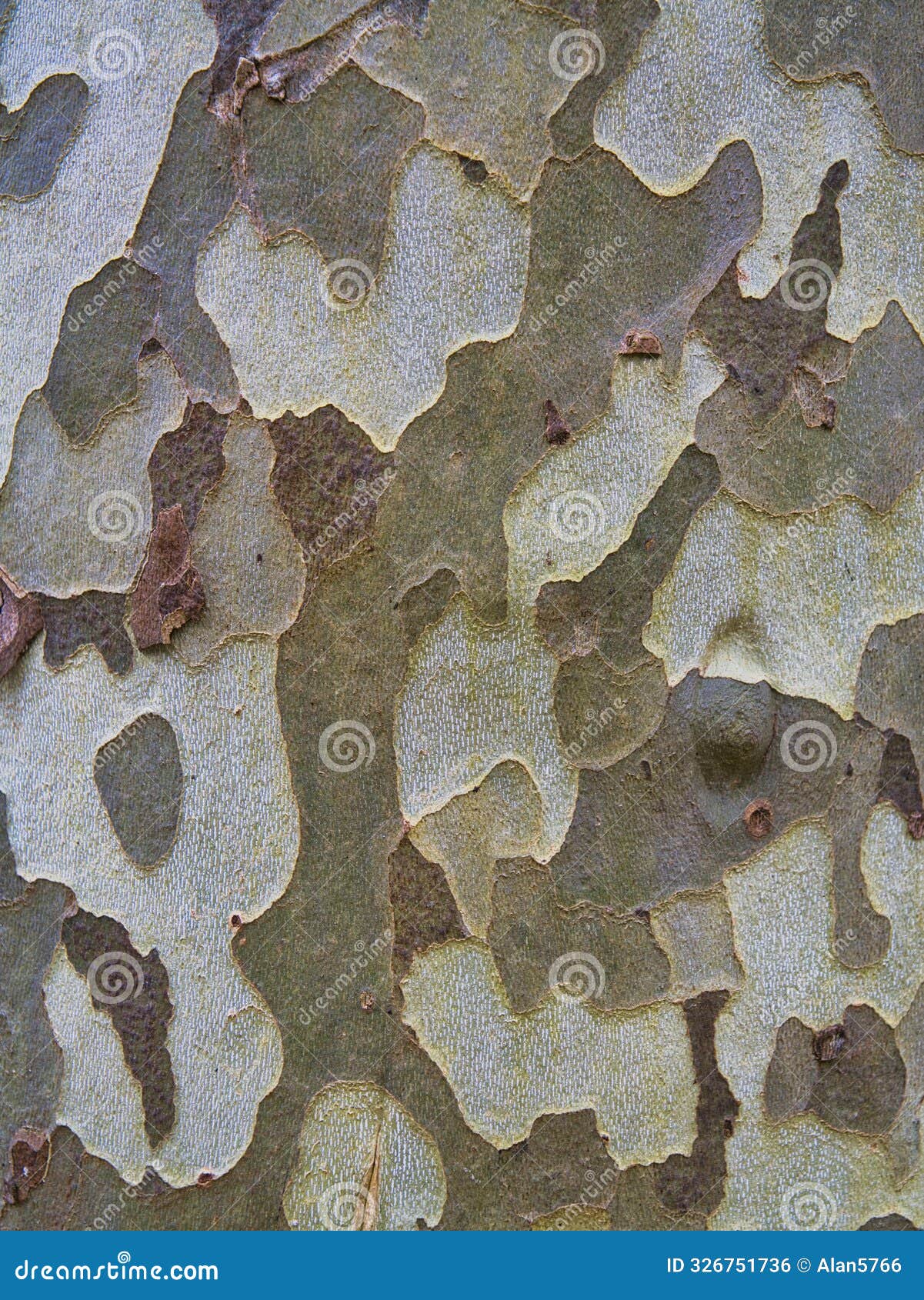 Closeup of Patterns in the Bark of a Eucalyptus Tree Stock Photo ...