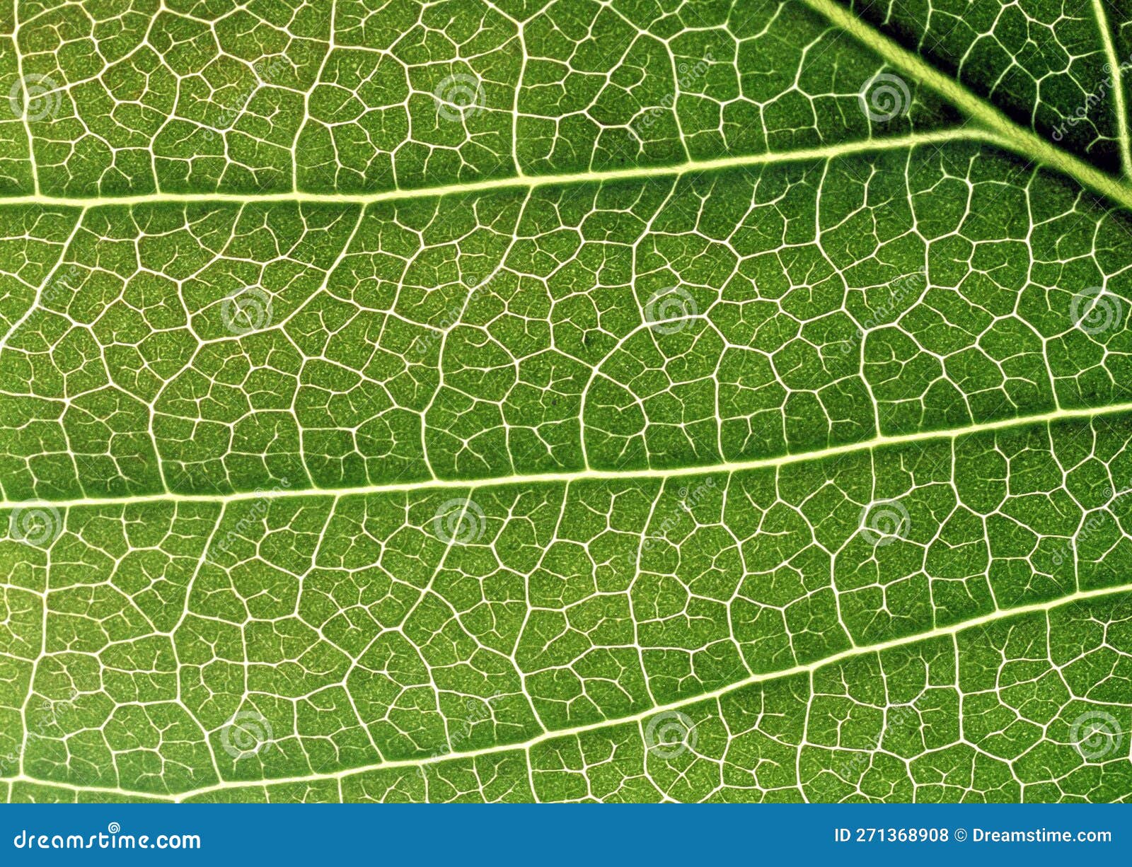 Closeup Abstract Pattern on Different Types of Green Leaves Surface ...