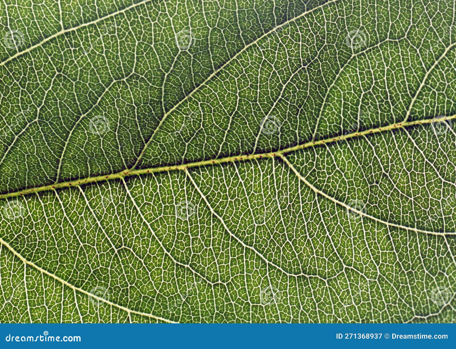 Closeup Abstract Pattern on Different Types of Green Leaves Surface, Abstract Texture and ...