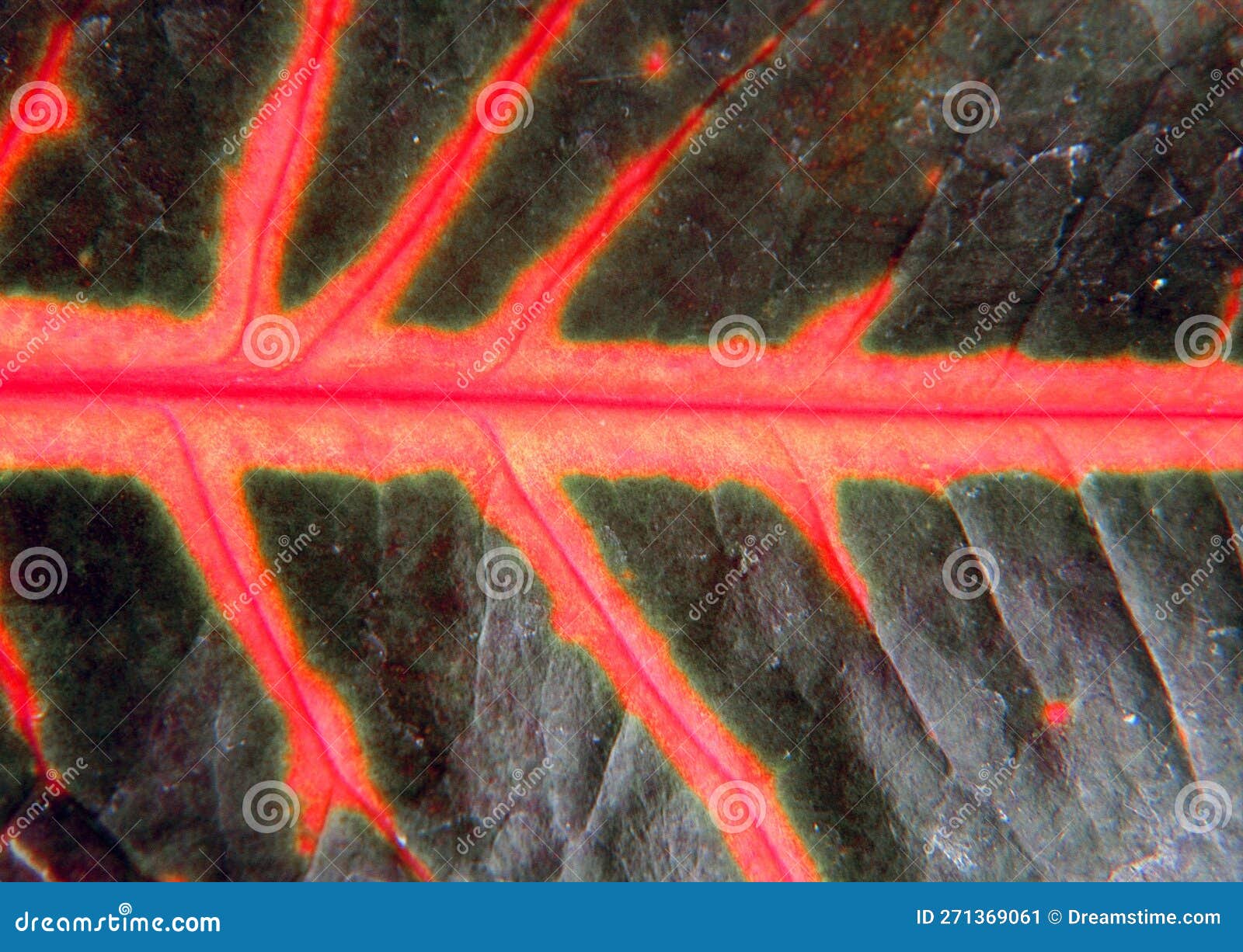 Closeup Patterns on Different Types of Leaves Surface Pattern, Abstract Texture and Background ...