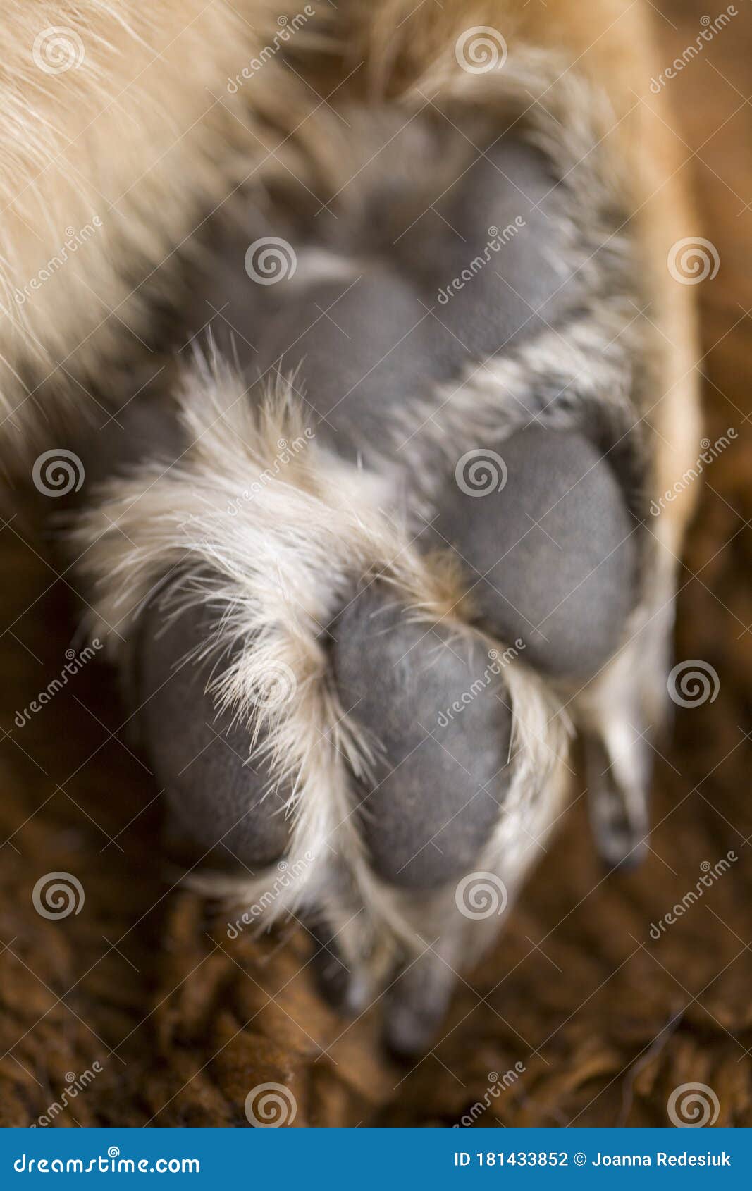 Closeup of a Paw of a German Shepherd Dog with Long Claws Stock Photo ...