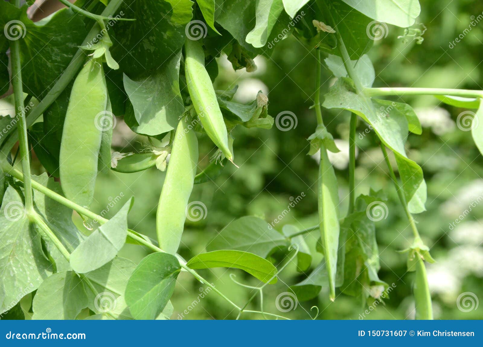 Closeup on Pea Plant with Pods Stock Image - Image of crop, fresh ...