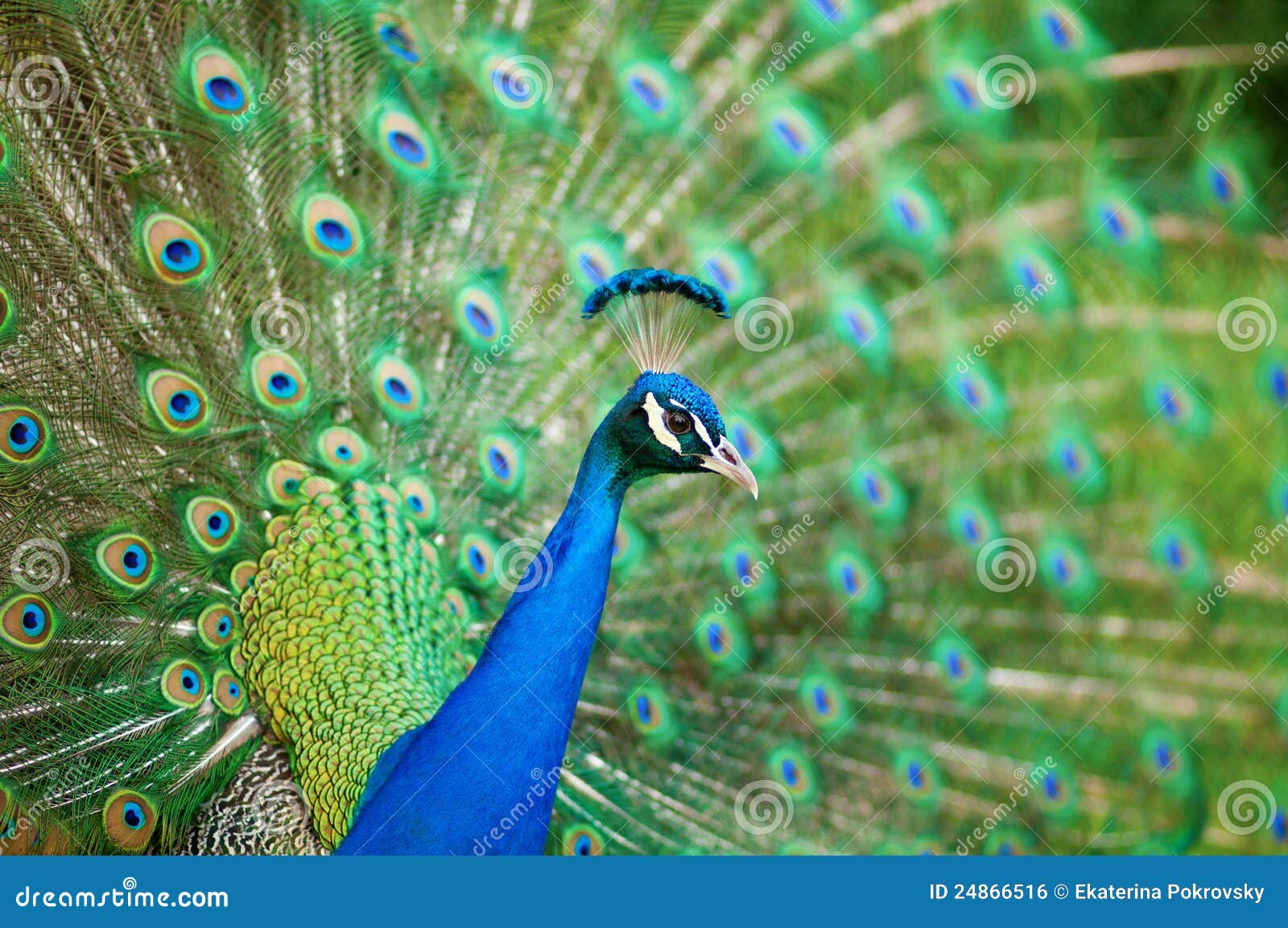 Closeup of peacock stock photo. Image of bird, natural - 24866516