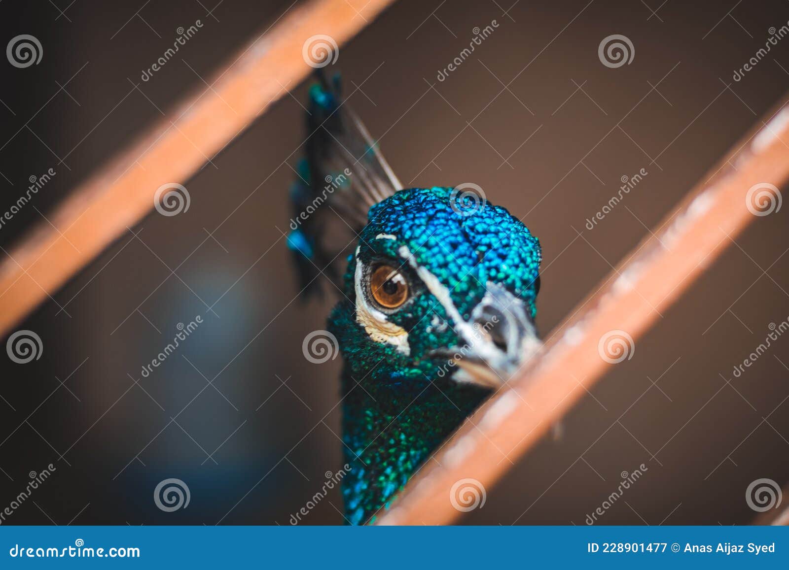 A Closeup of a Peacock in Cage Stock Image - Image of neck, feather ...