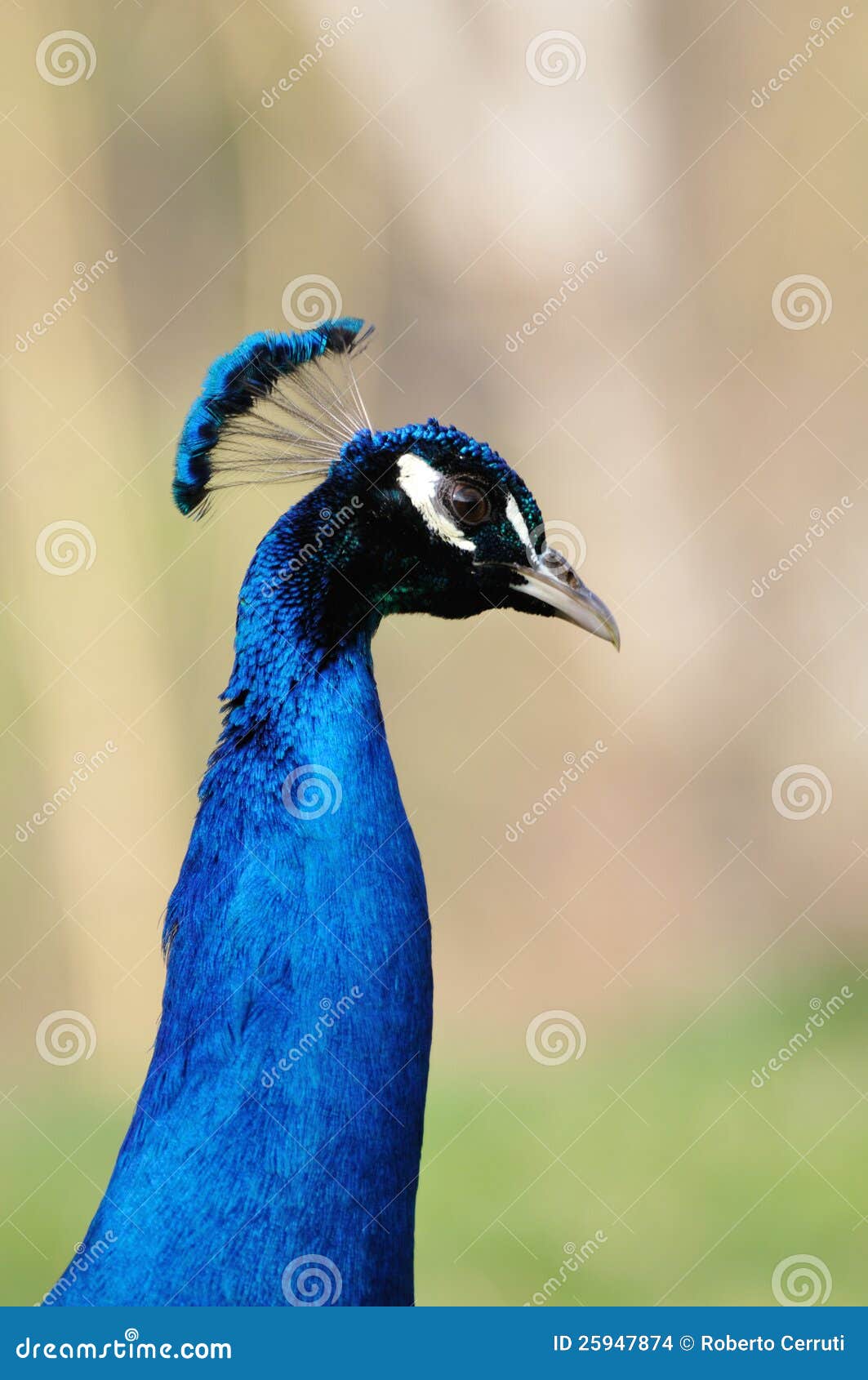 Closeup of Peacock Head and Neck Stock Photo - Image of peacock, blue ...