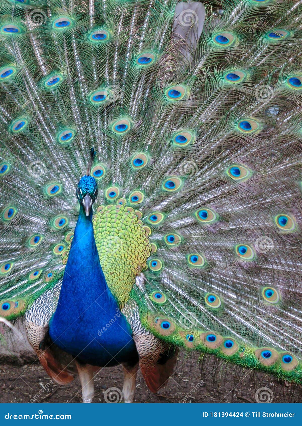 Closeup of a Peacock with Open Feathers Stock Photo - Image of design ...