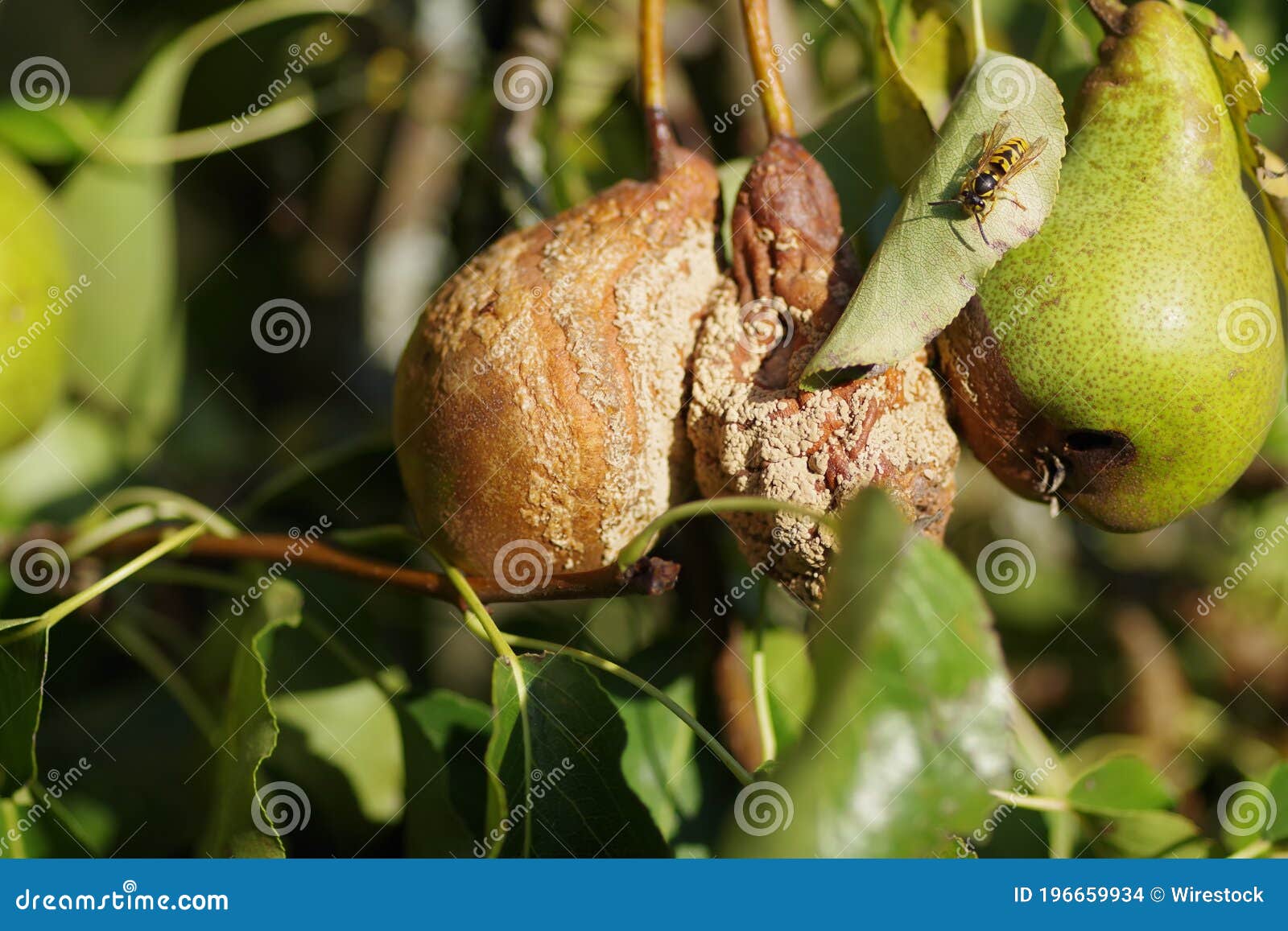 Closeup of a Pear Tree with a Bee on a Leaf Stock Photo - Image of food ...