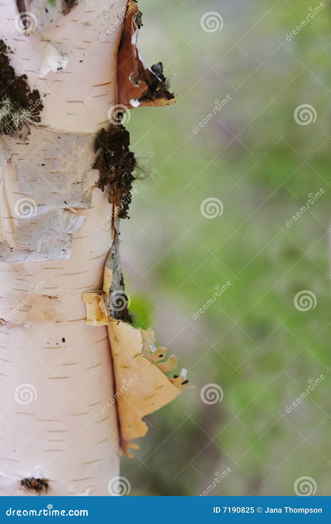 Closeup of Peeling Aspen Tree Trunk Stock Image - Image of closeup ...