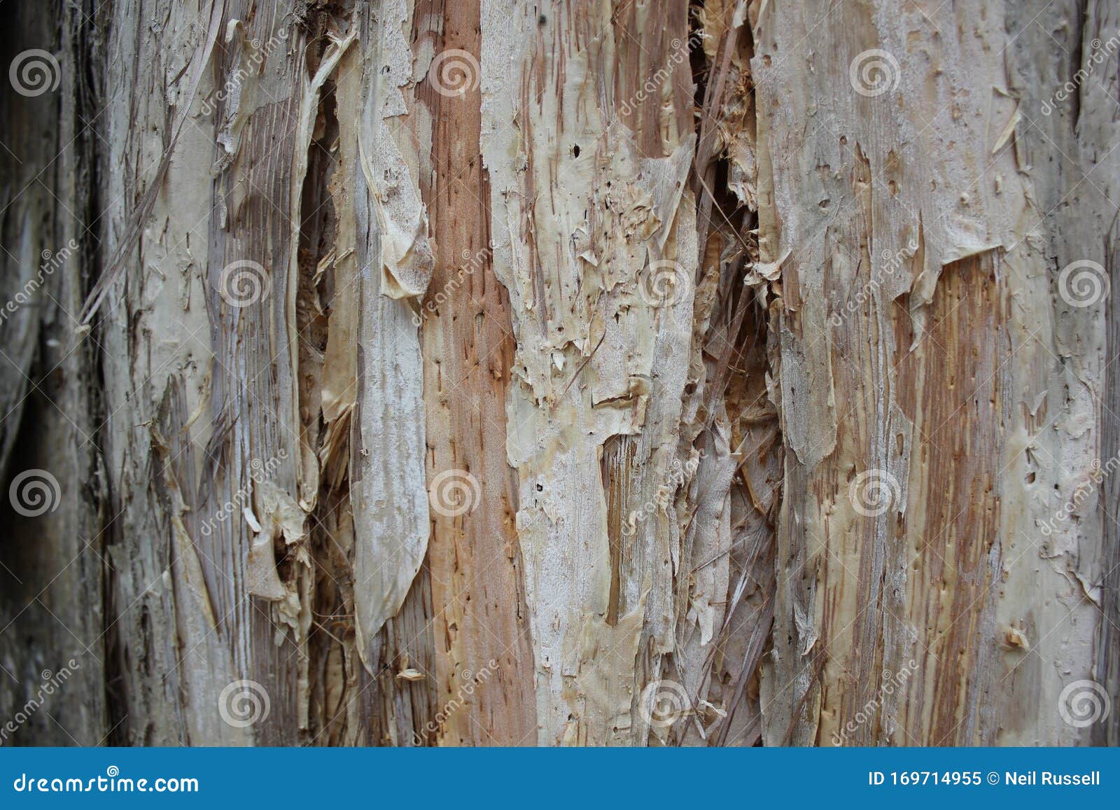 Closeup of Peeling Bark on a Tree. Stock Image - Image of brown ...