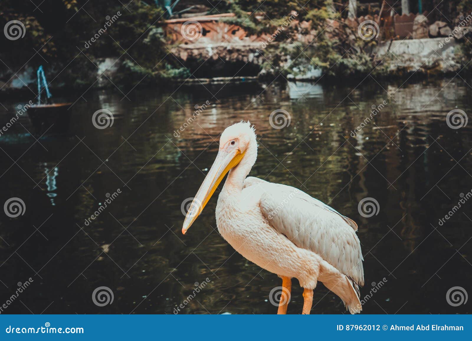 Closeup of Pelecanus Philippensis Editorial Photography - Image of pelecanus, bird: 87962012