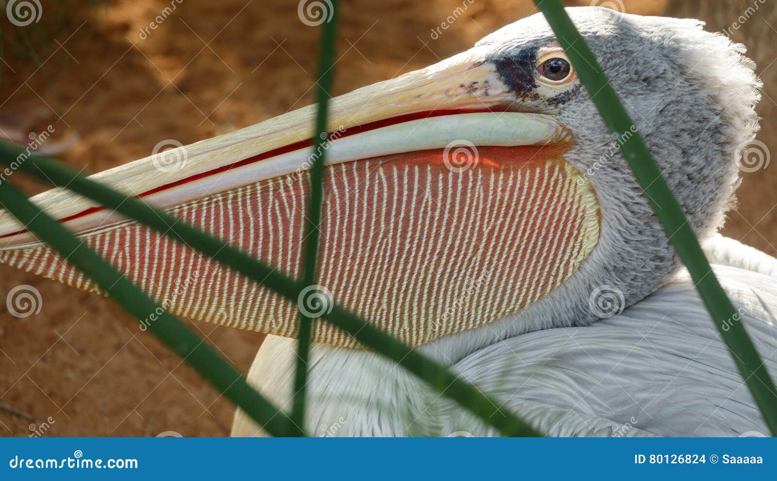 Closeup of Pelican Head, Side View Stock Photo - Image of standing ...