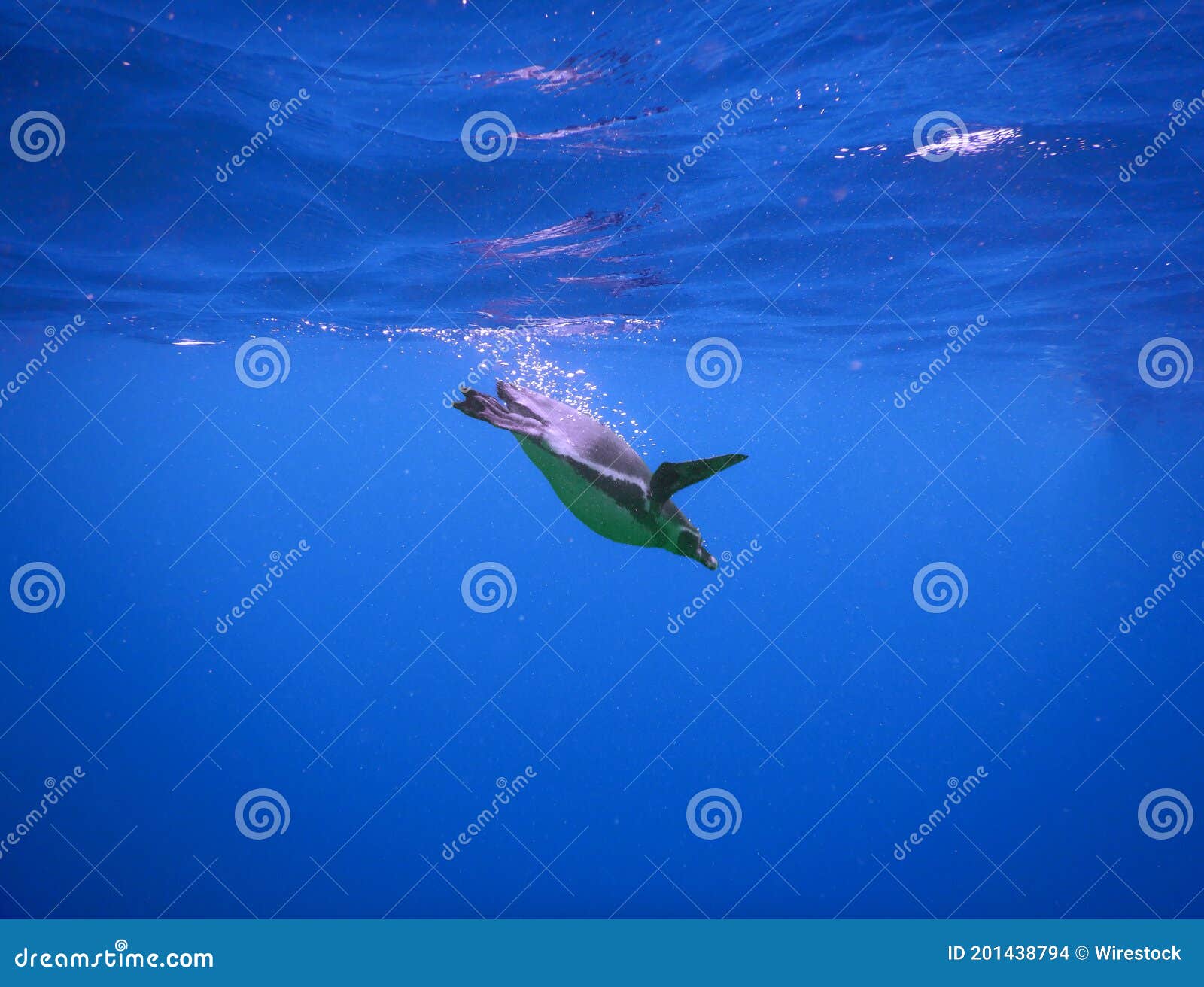 Closeup of a Penguin Diving into the Blue Water of the Ocean Stock ...