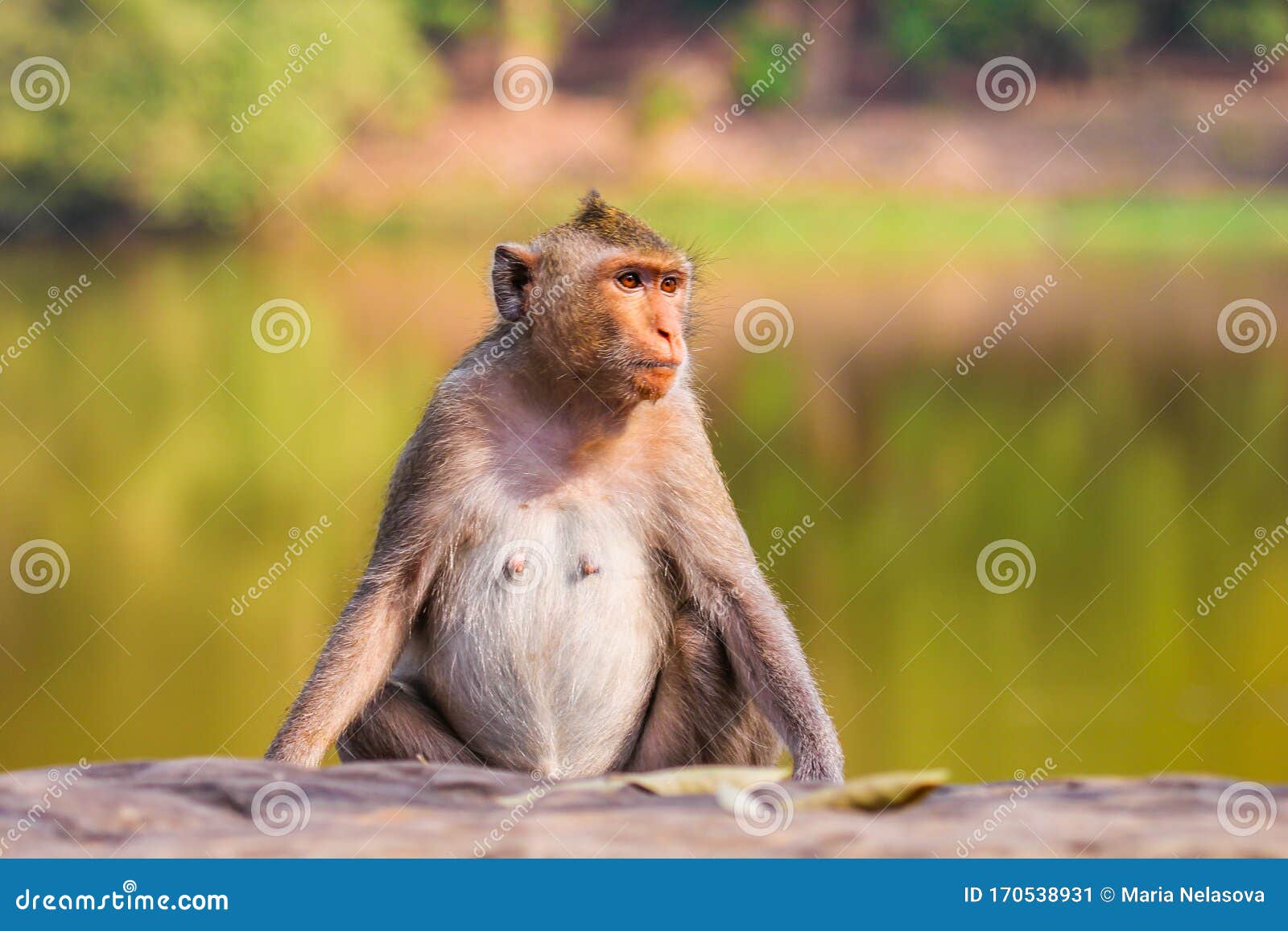Closeup of the Pensive Monkey Stock Image - Image of monkey, jungle ...