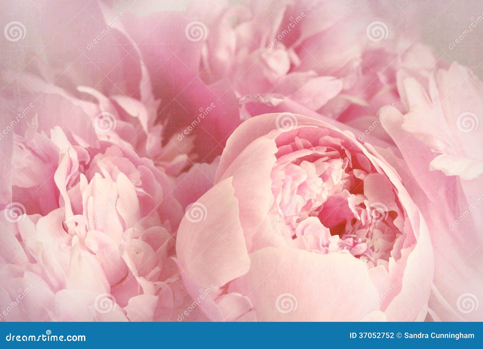 Closeup of peony flowers stock photo. Image of tranquility - 37052752