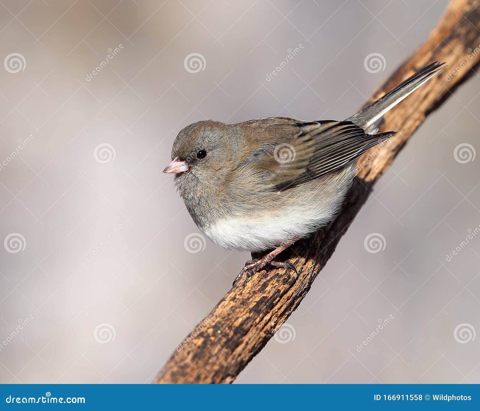 Dark eyed-junco stock photo. Image of outdoors, beak - 166911558