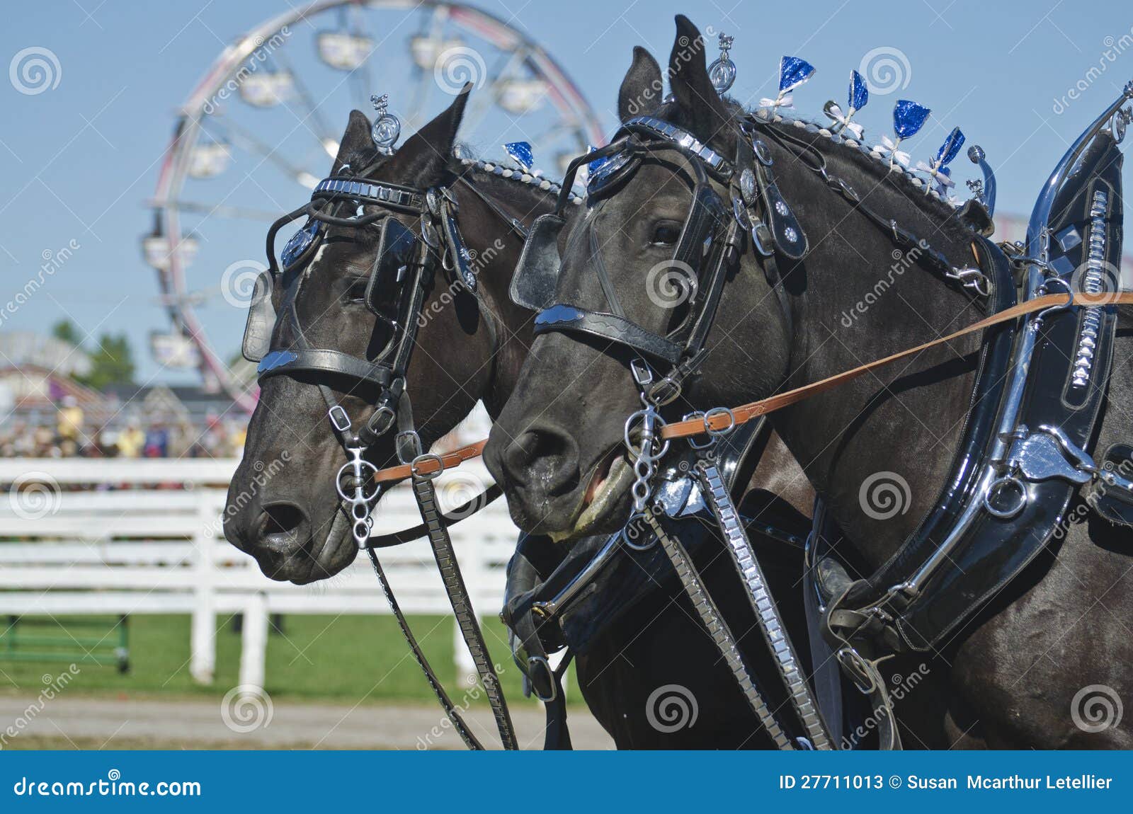 Closeup of Percheron Draft Horses at Country Fair Stock Image - Image ...