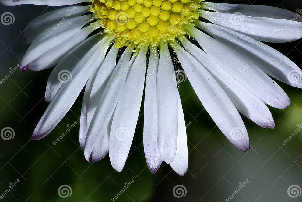 Closeup of a Perfect Daisy. High Resolution. Stock Image - Image of ...