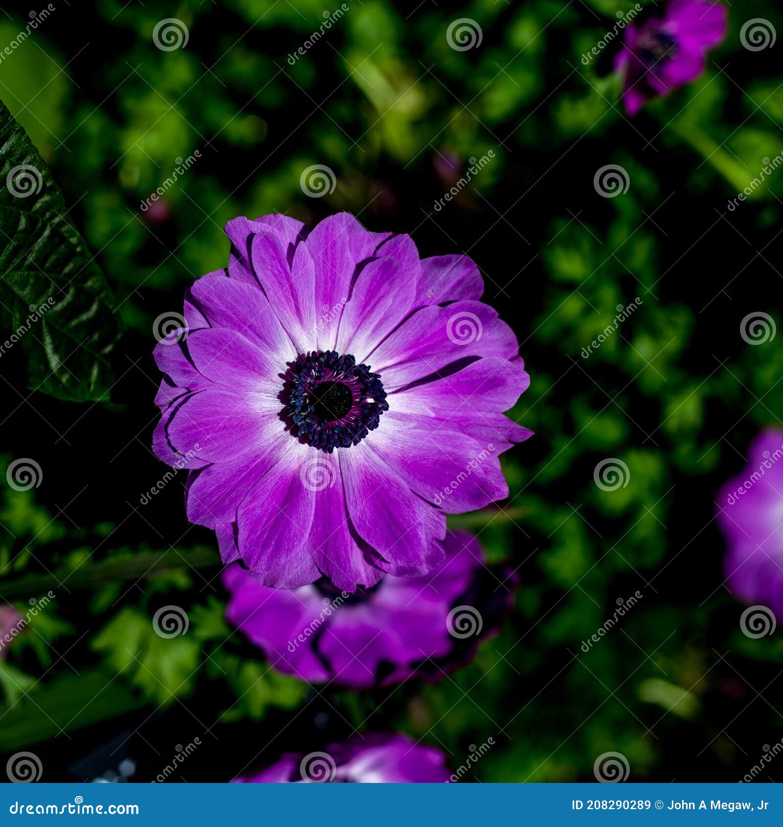 Closeup of Purple Pericallis Cineraria Flower. Stock Image - Image of ...
