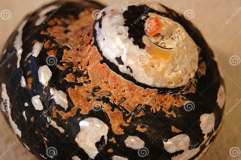 Closeup Periwinkle Seashell Stock Photo - Image of items, craft: 1158364