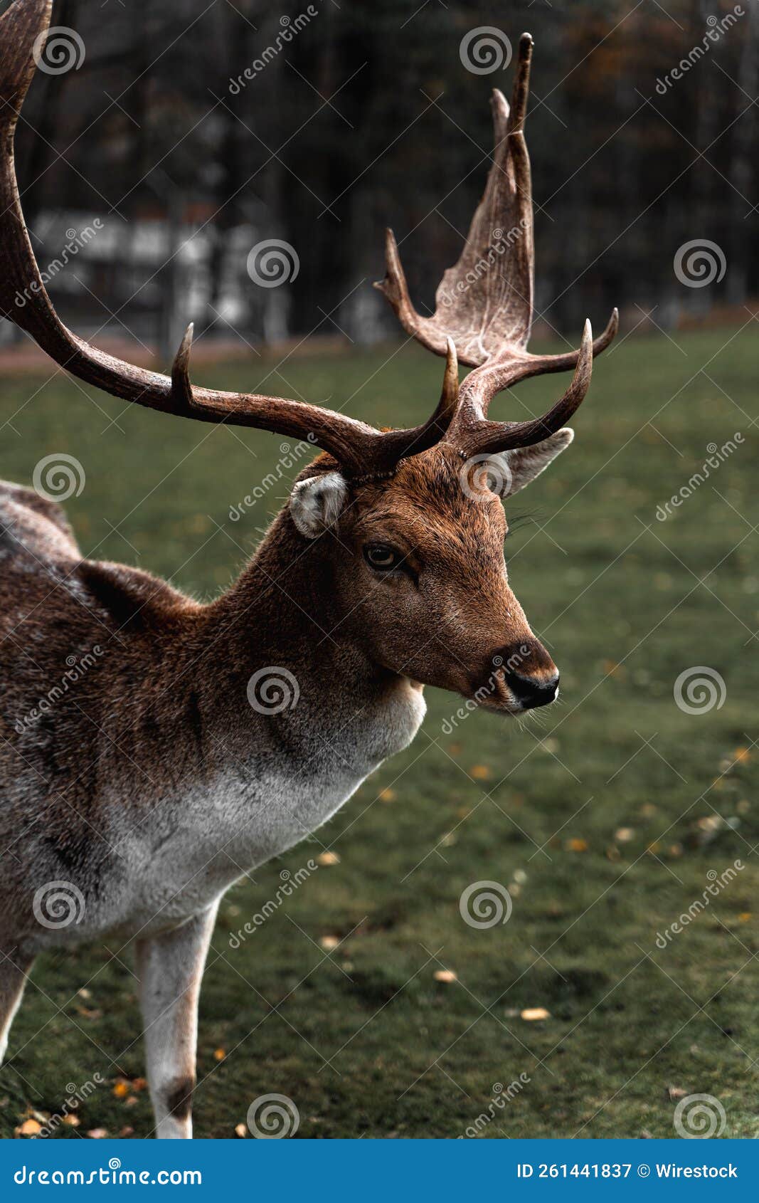 Closeup of a Persian Fallow Deer in the Zoo, a Vertical Shot Stock ...