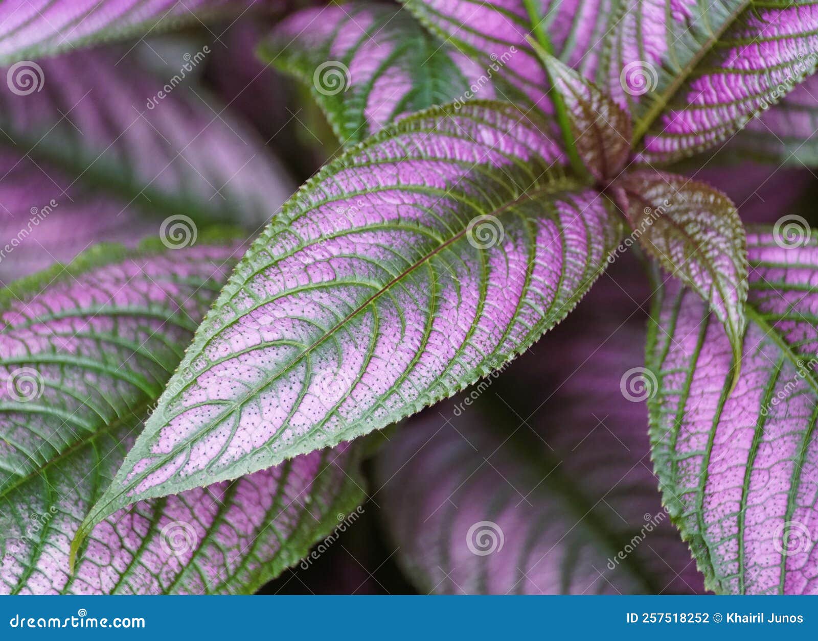 Closeup of Persian Shield Plant with Purple Leaf Stock Photo - Image of ...