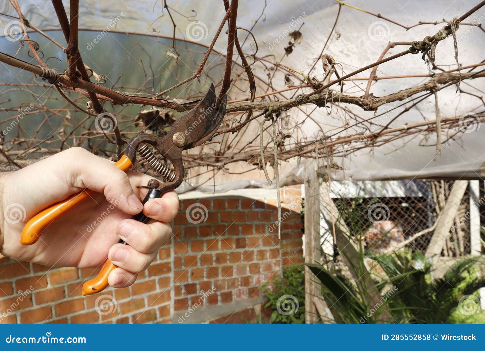 Closeup of Person Pruning a Tree with a Orange Pruner on a Sunny Day ...
