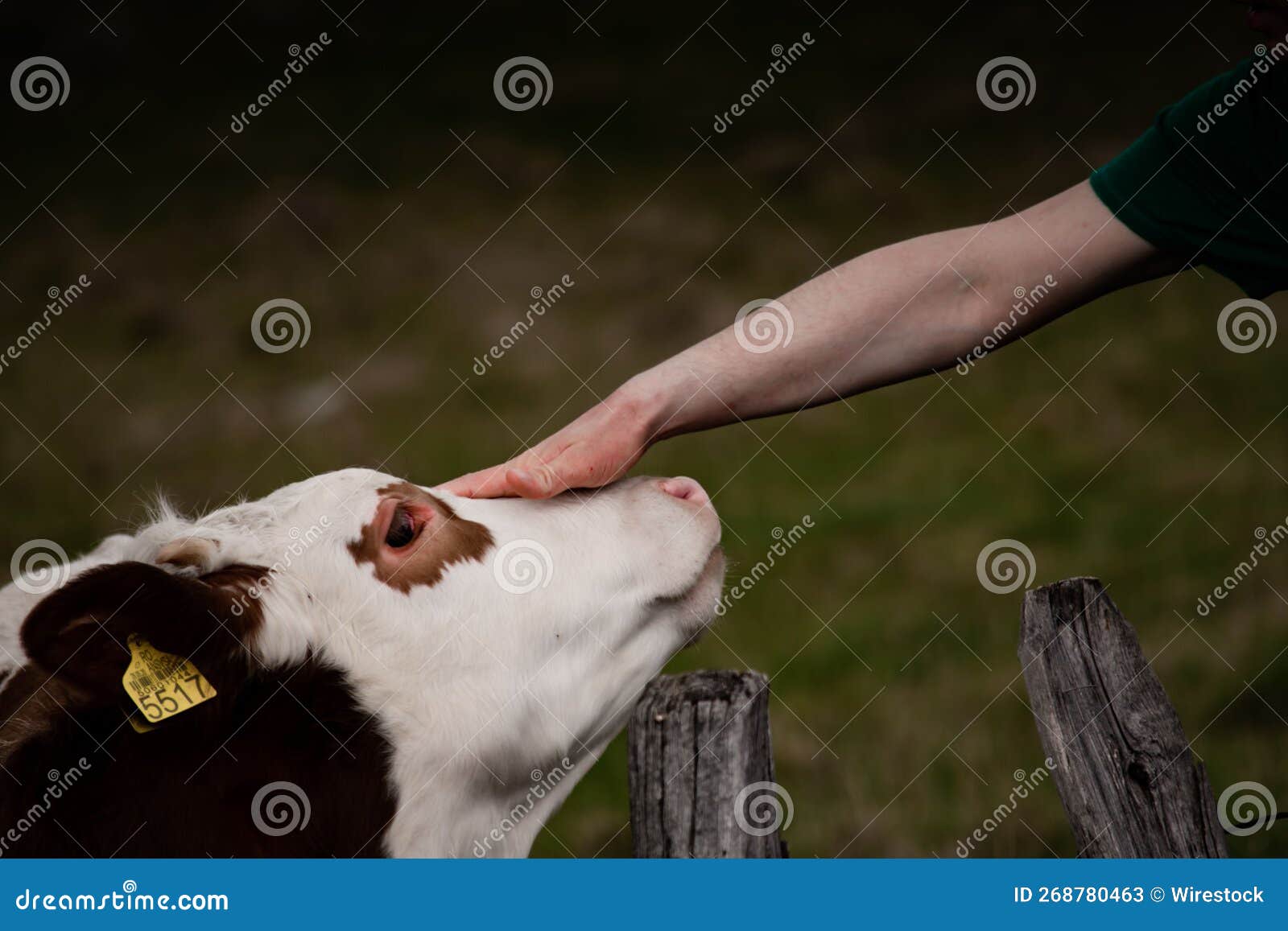 Closeup of a Person Touching a Cow Editorial Stock Photo - Image of ...