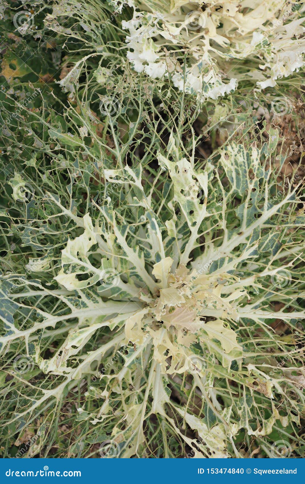 Closeup Pest Damage on Cabbage Stock Photo - Image of background ...