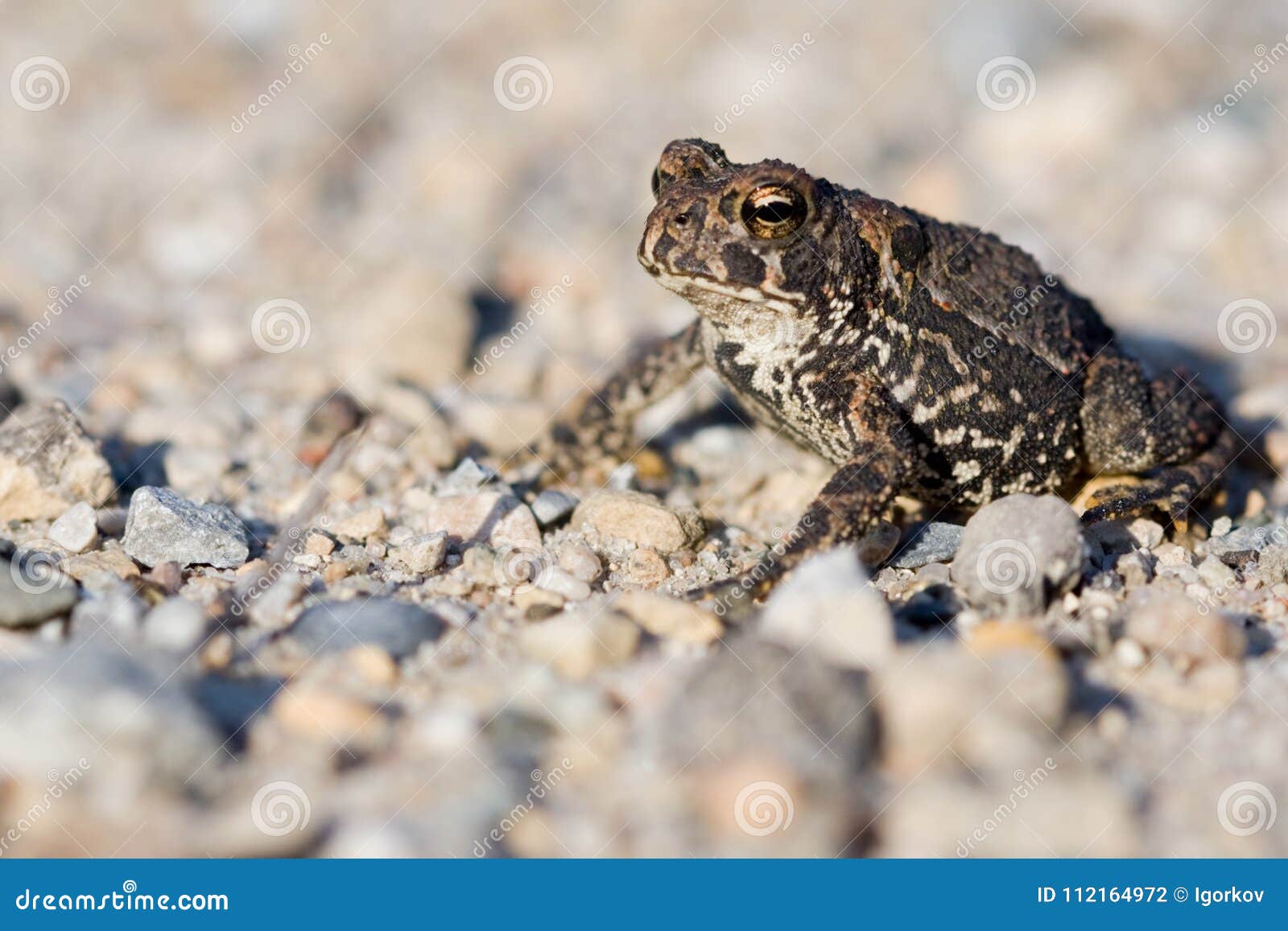 American Toad stock photo. Image of nature, foreground - 112164972