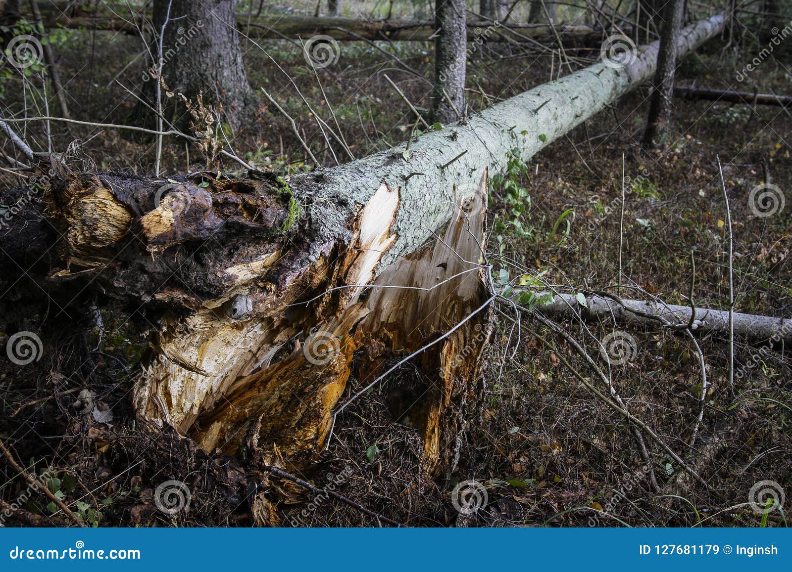 Storm Damage and Broken Tree Stock Image - Image of removal, branch ...