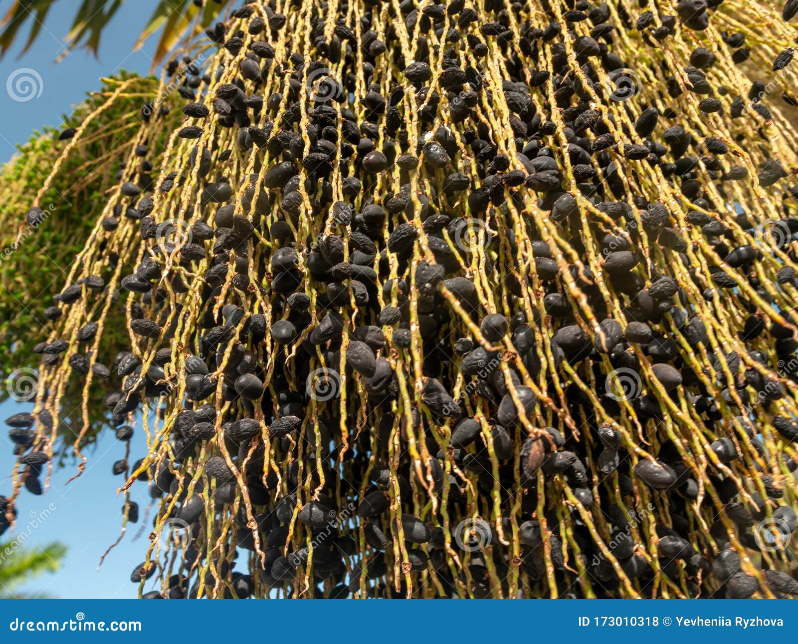Closeup Photo of Black Acai Berries Ripening on Palm Tree Stock Photo ...