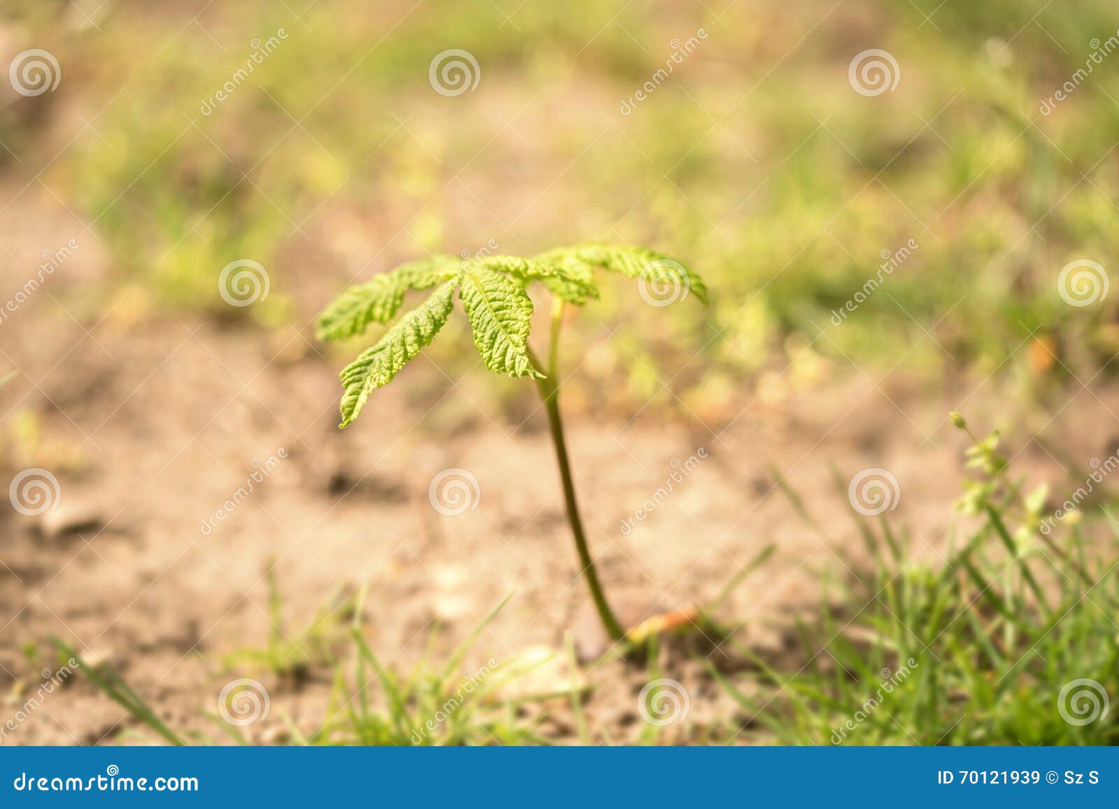 Closeup Photo of Chestnut Seedlings Stock Image - Image of beginning ...