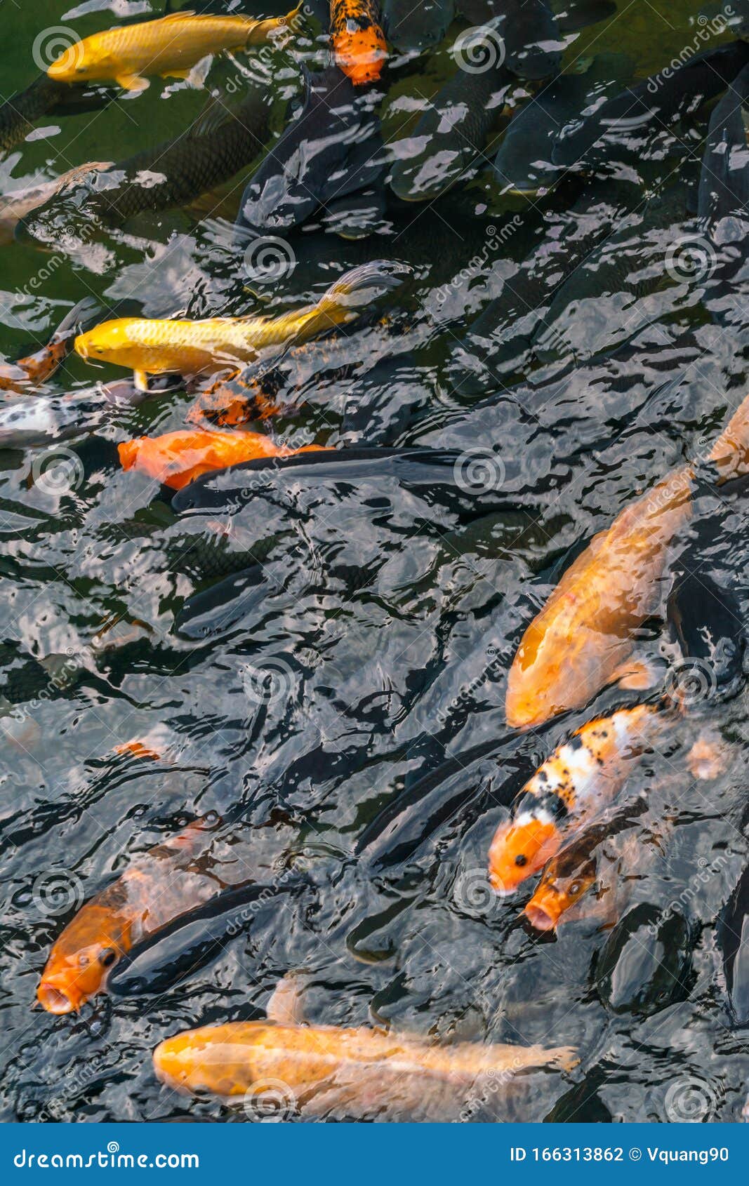 Closeup Photo of Colorful Carp Fish Swimming on Water Surface Stock ...