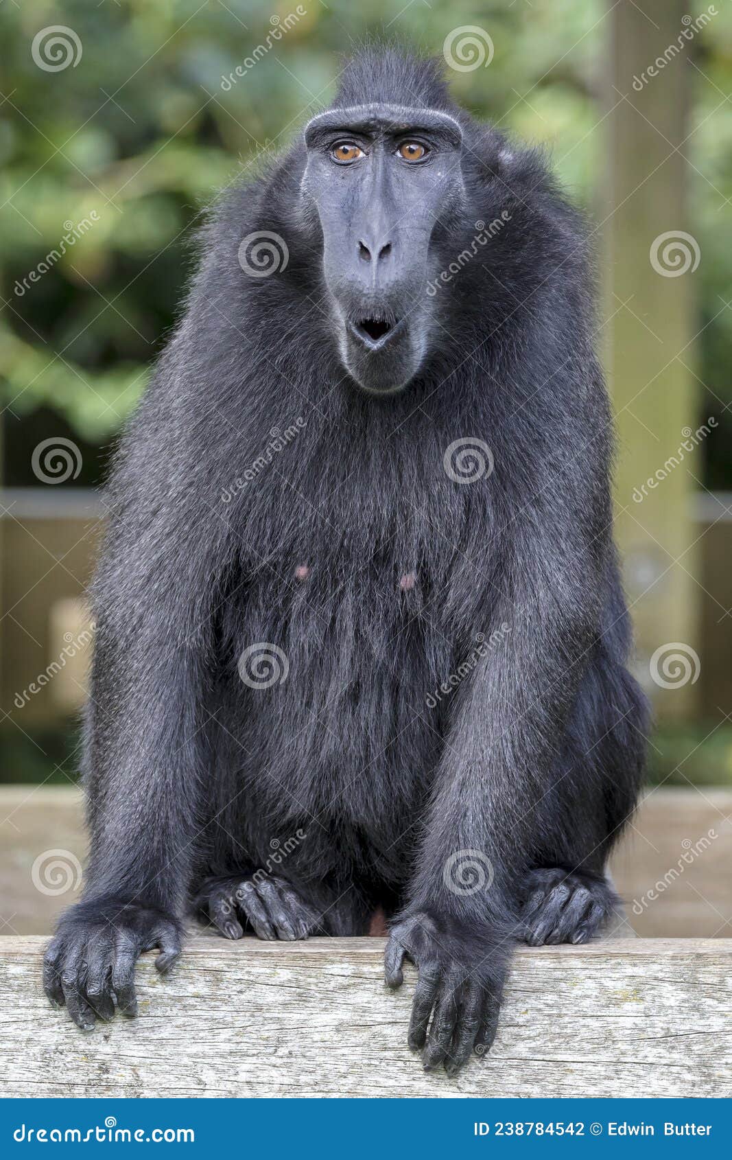 Crested Macaque Macaca Nigra Stock Photo - Image of monkey, nigra ...