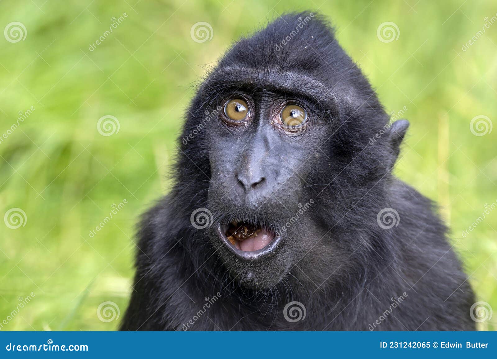 Crested Macaque Macaca Nigra Looking at Camera Stock Image - Image of ...