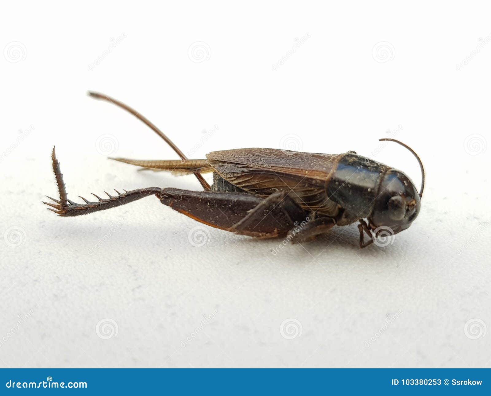 Dead insect stock image. Image of dead, insect, closeup - 103380253