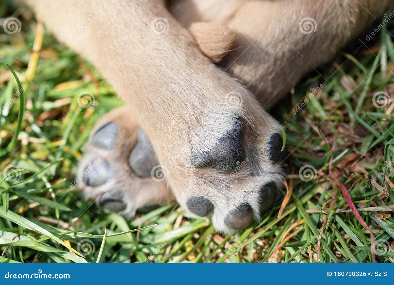 Closeup photo of a dog paw stock photo. Image of domestic - 180790326