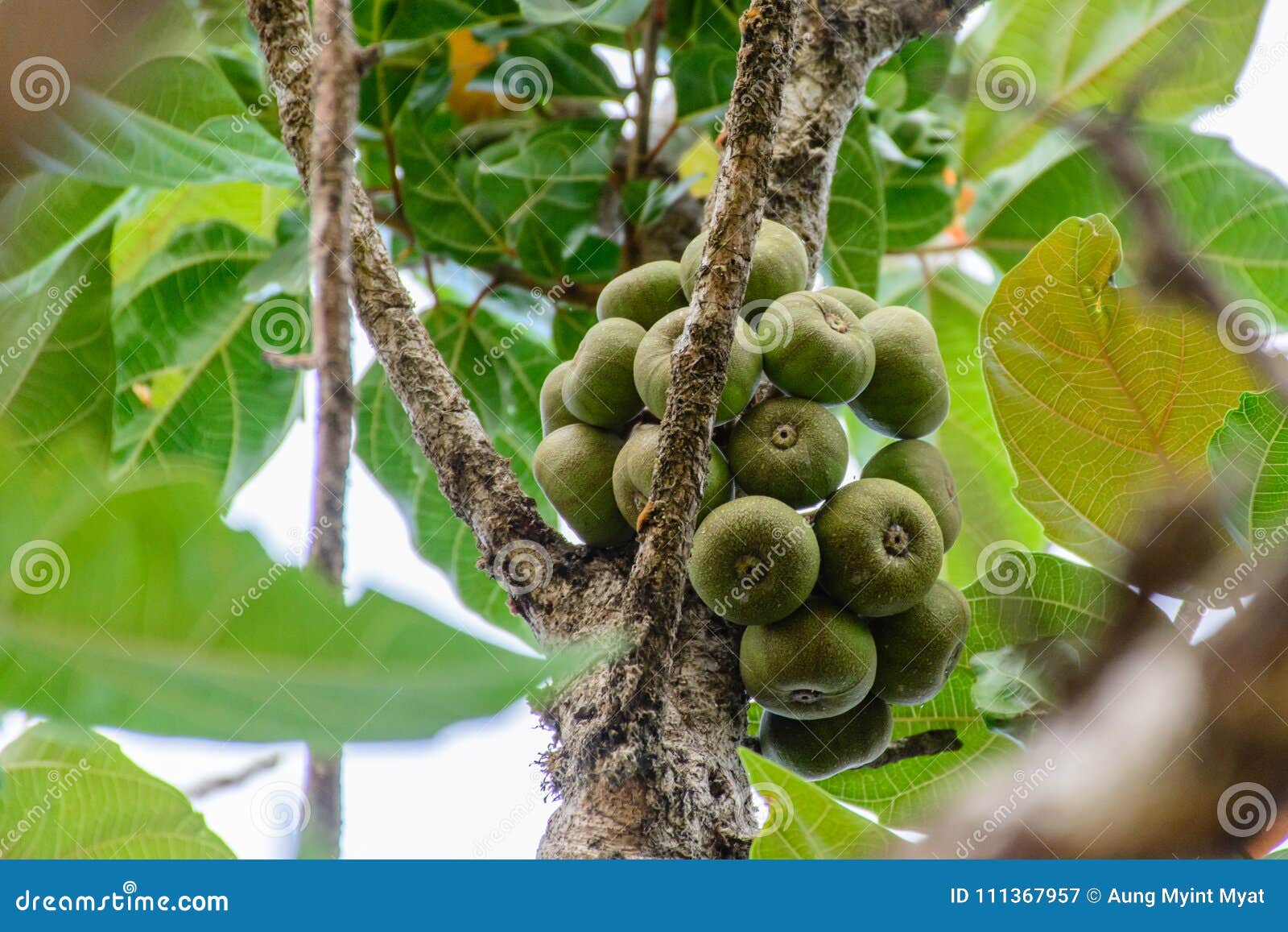 Closeup Photo of Fig on the Tree Stock Image - Image of diet, health ...