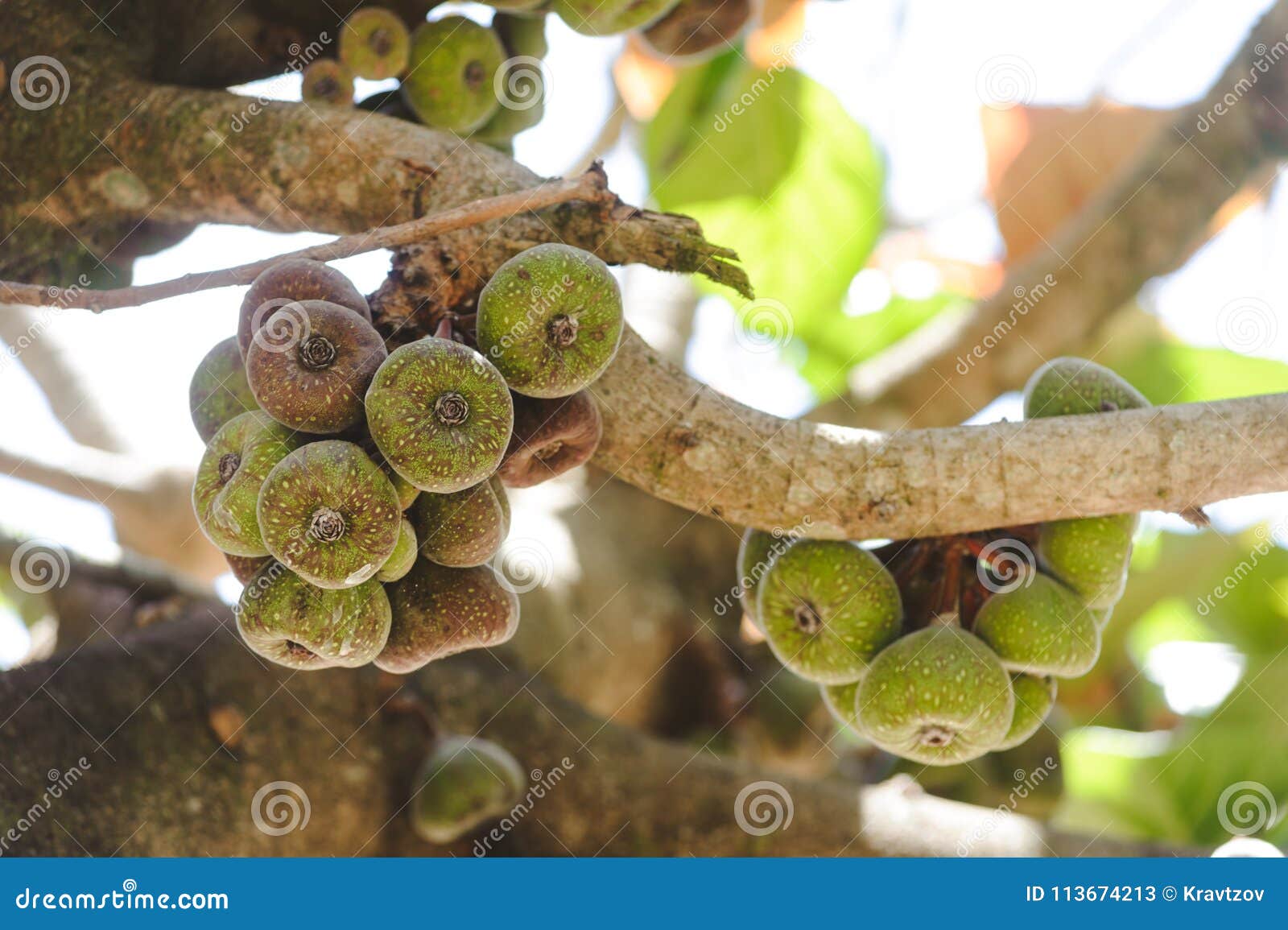 Figs Fruit on a Tree in Orchard Closeup Stock Image - Image of botany ...
