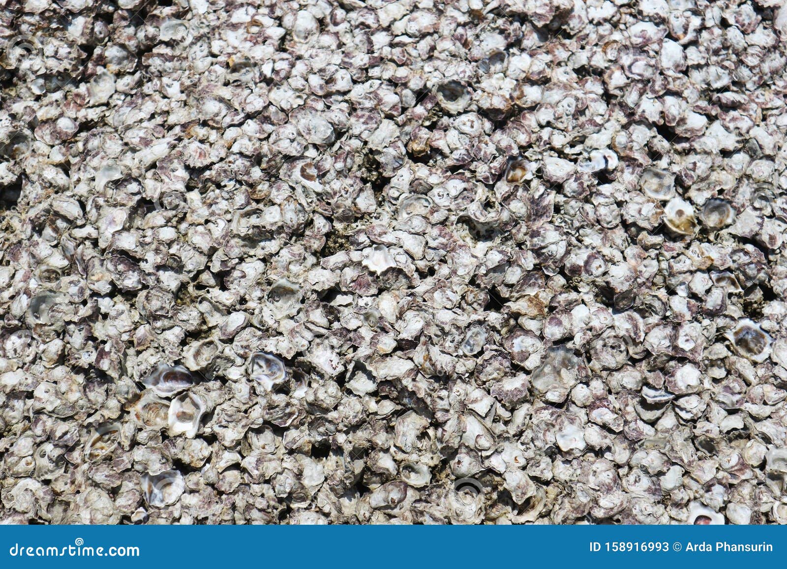 Closeup Photo of Fossilized Shells on the Rock Stock Image - Image of ...