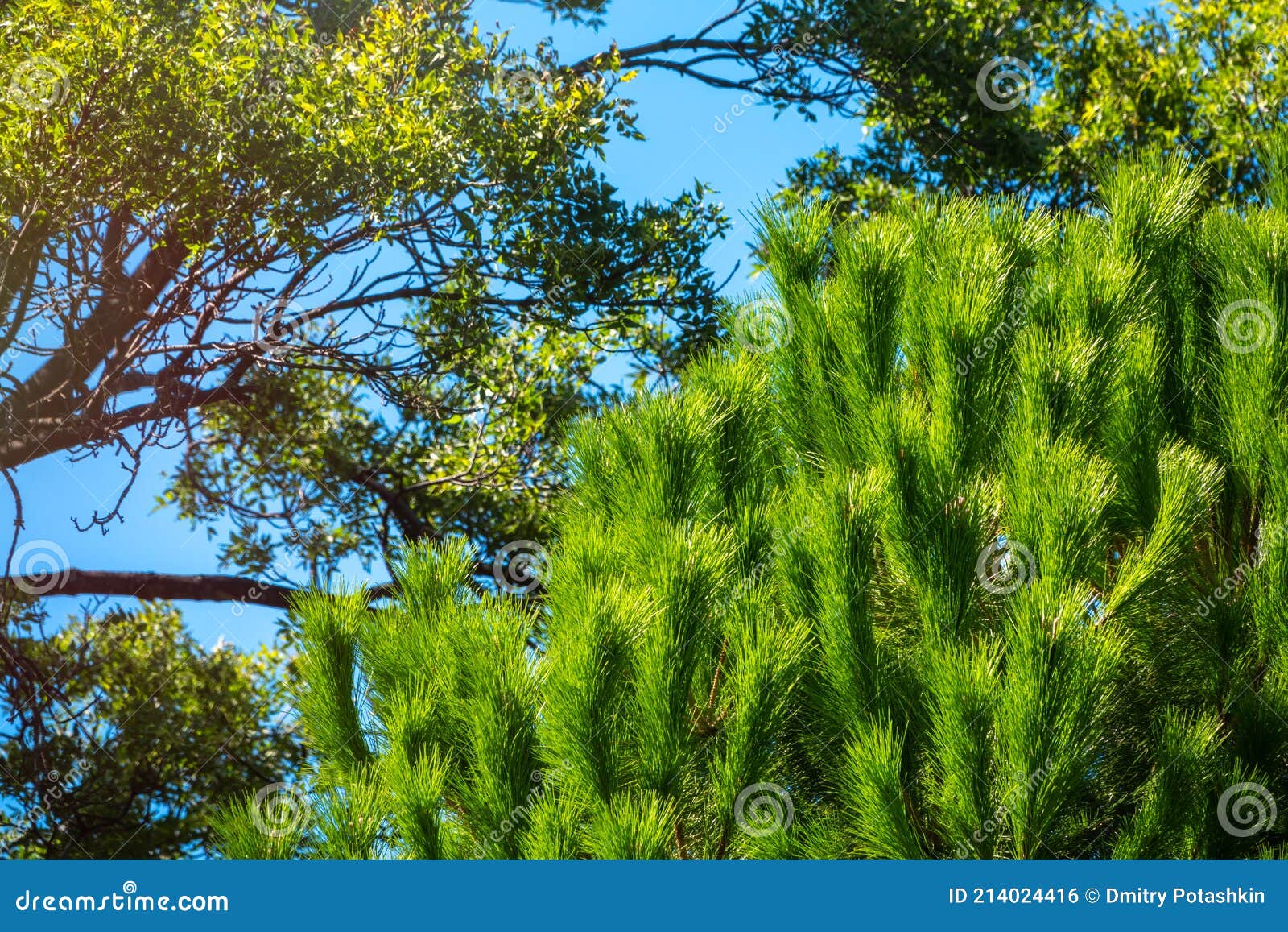 Closeup Photo of Green Needle Pine Tree. Small Pine Cones at the End of ...