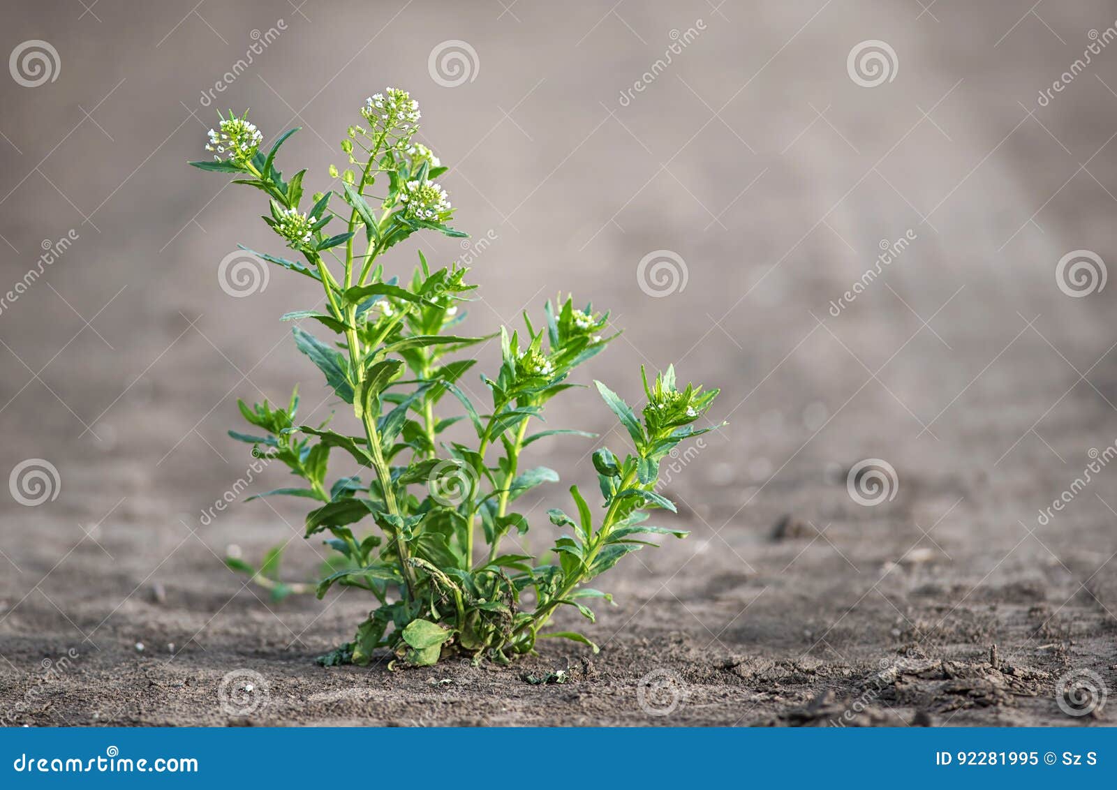 Closeup Photo of Green Weed Stock Image - Image of field, growth: 92281995