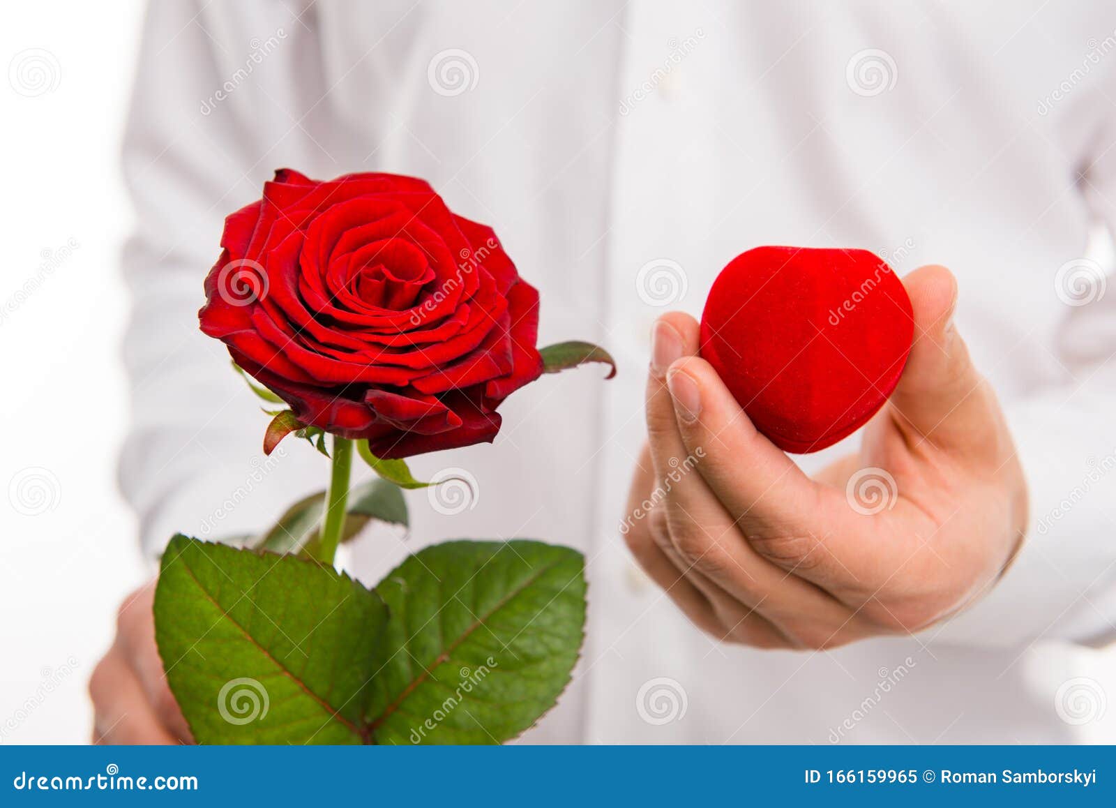 Closeup Photo of a Handsome Man with a Red Rose and Wedding Ring Stock ...