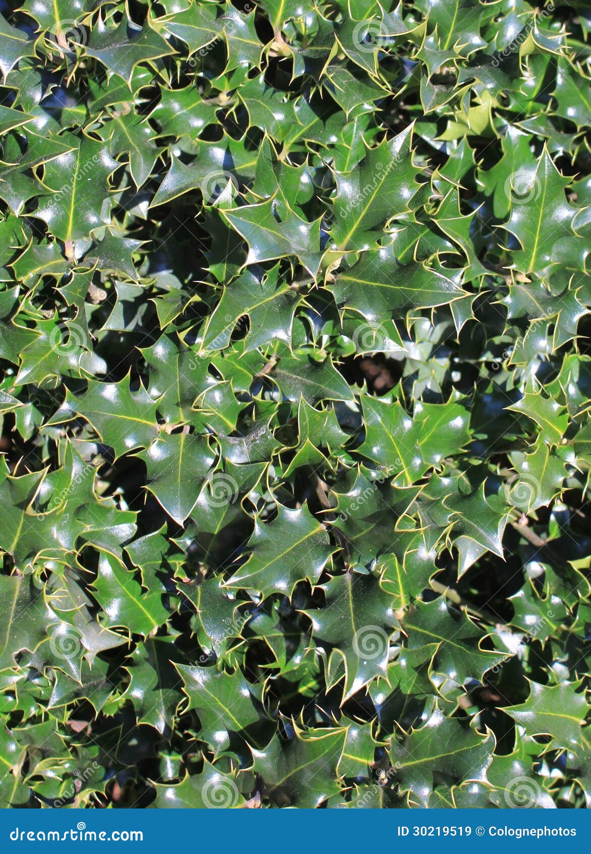 Ilex stock image. Image of branch, shrub, ilex, foliage - 30219519