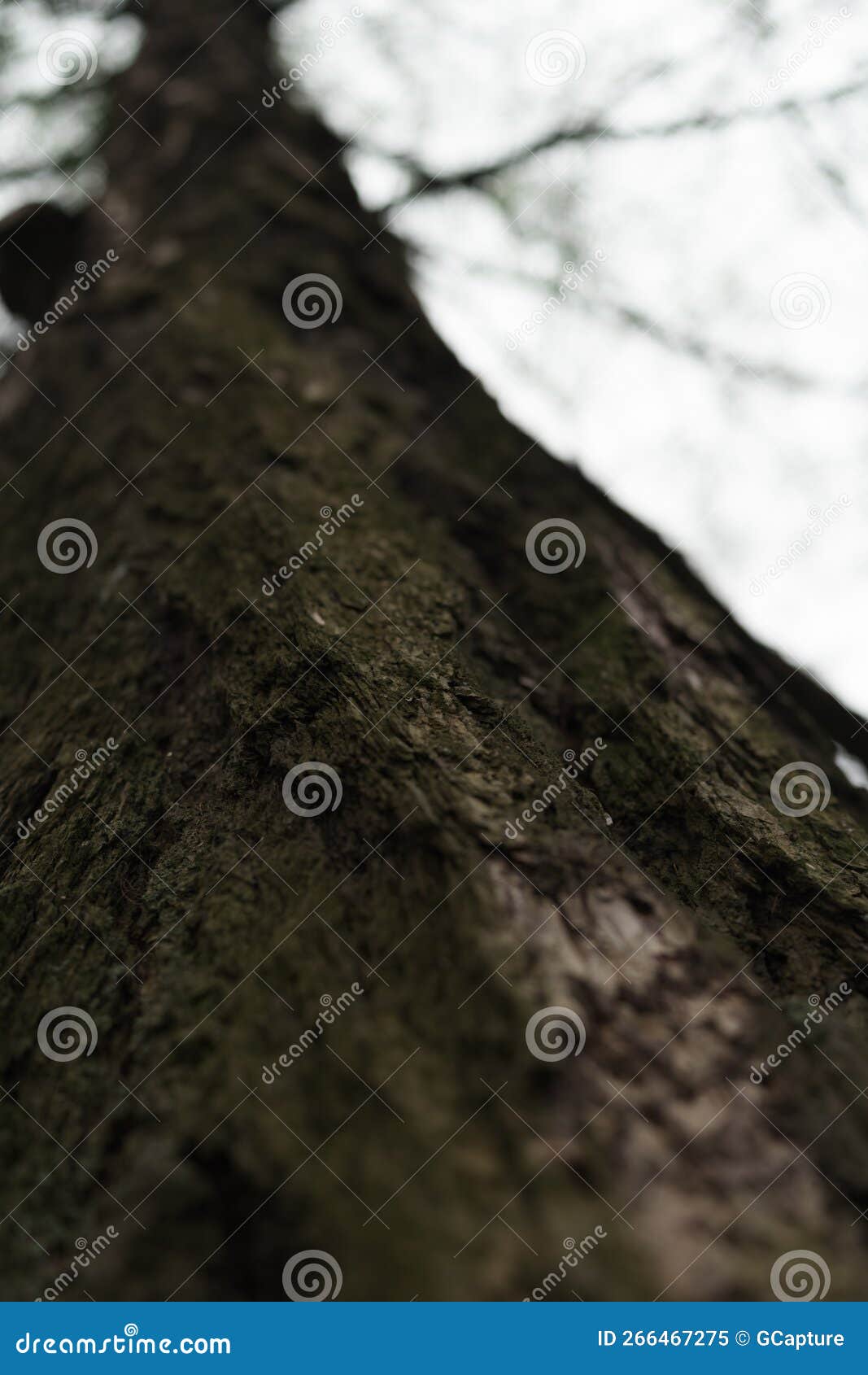 Closeup Photo of Larch Tree Trunk Stock Image - Image of beautiful ...