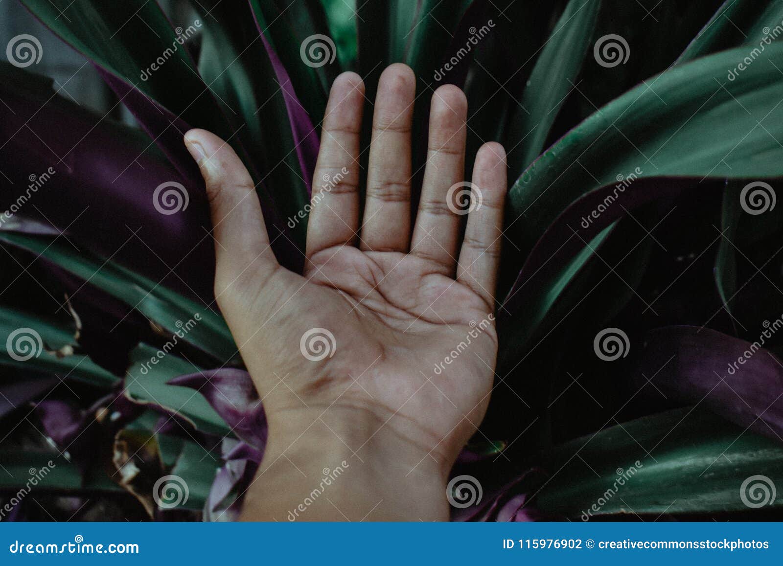 Closeup Photo Of Left Human Palm Picture. Image: 115976902