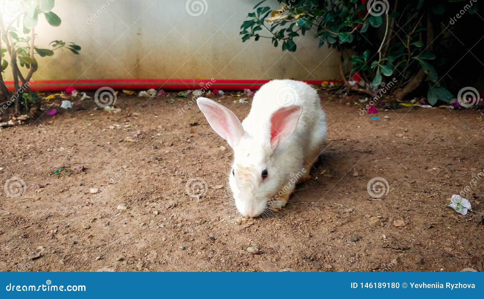 Closeup Image of Little White Rabbit Sitting on Ground Stock Photo ...