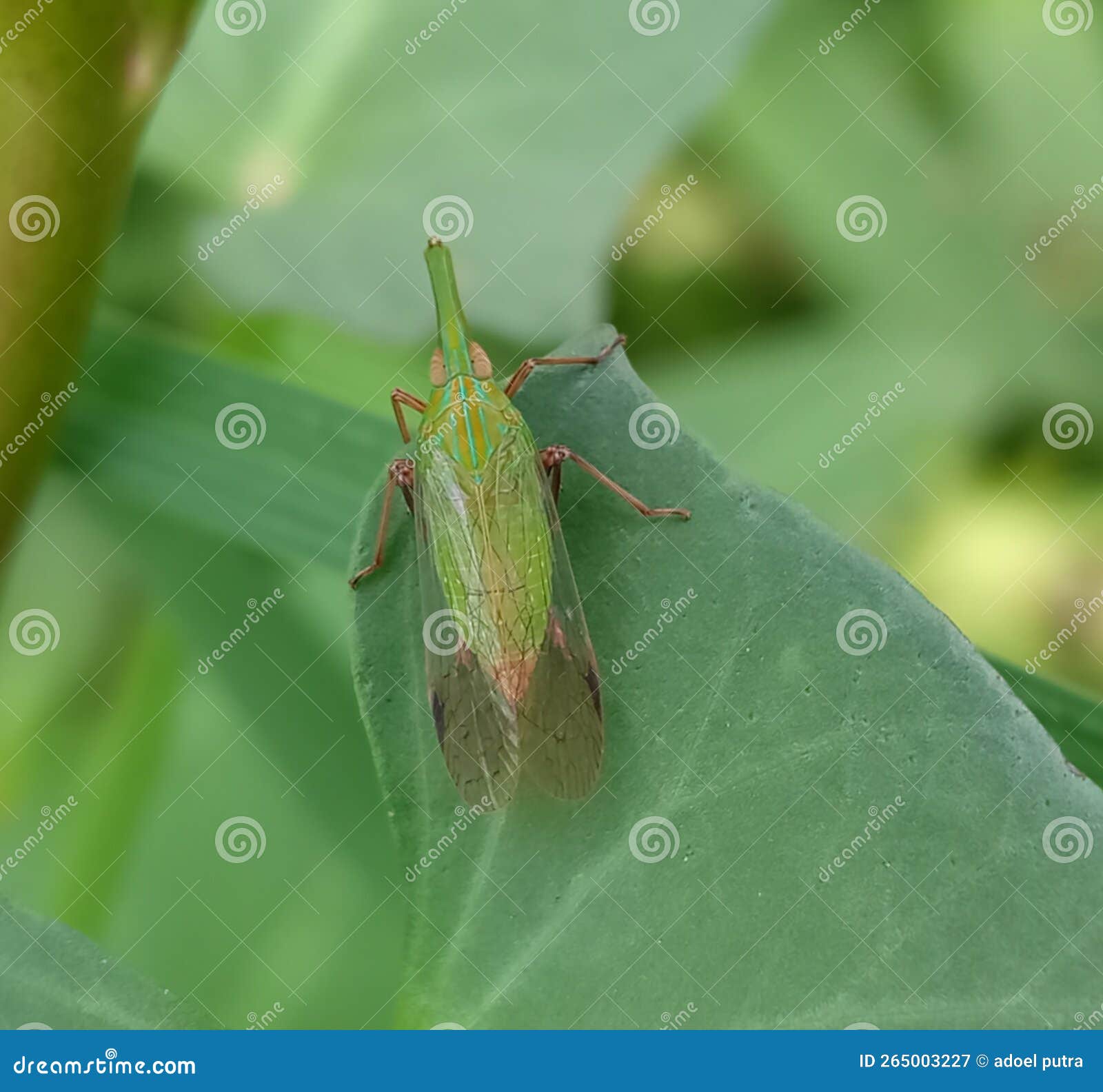 Closeup Photo of a Medium Green Insect on a Plant Leaf Stock Image ...