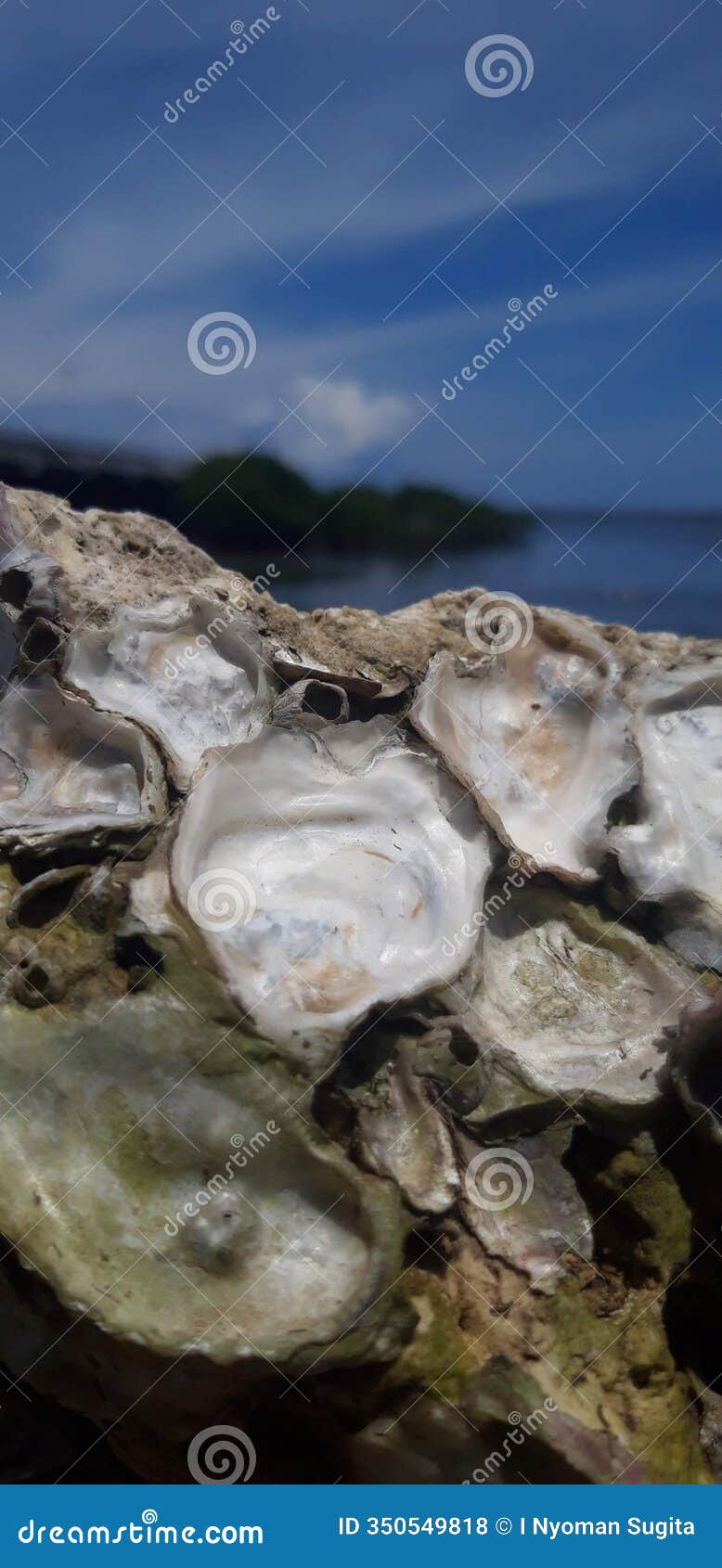 Seashell Texture with Beach Background Stock Photo - Image of coast ...