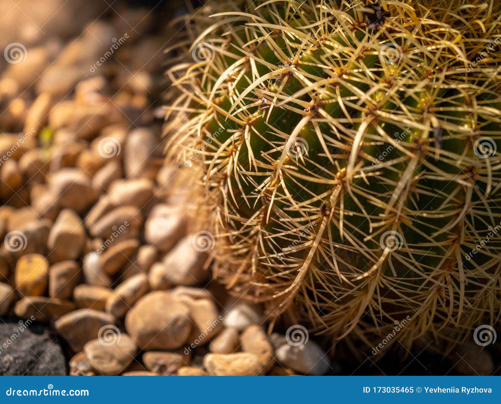 Closeup Image of Sharp Thorns on Round Cactus at Desert Stock Image ...
